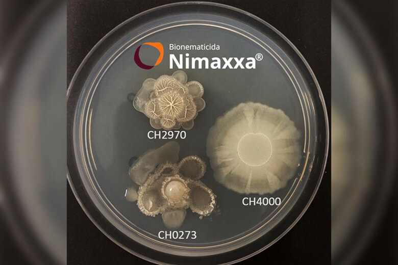 Nimaxxa, da UPL, torna-se o primeiro bionematicida bioestimulante ...